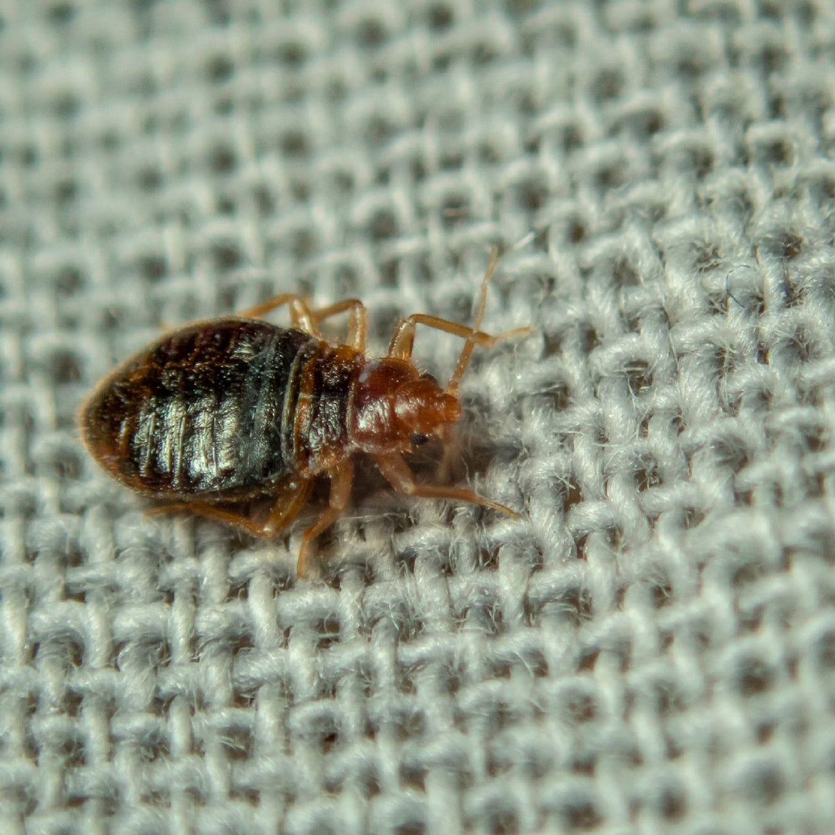 Bed Bug Bites Pictures, Treatment, and Prevention